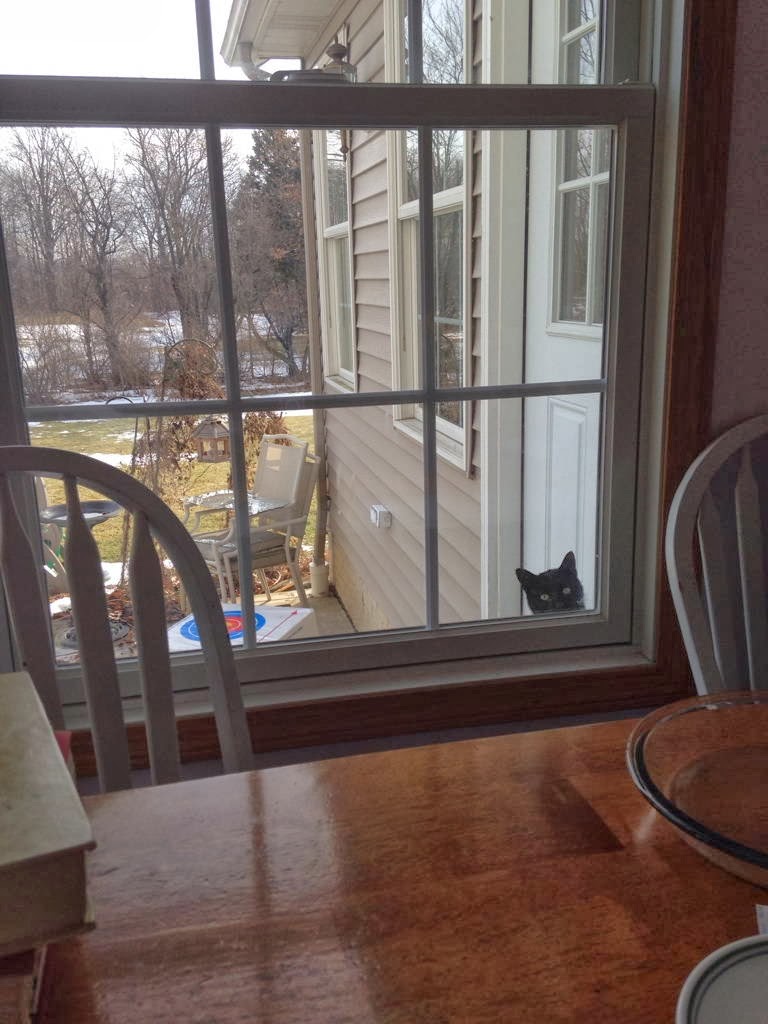 Funny cats - part 91 (40 pics + 10 gifs) | Amazing Creatures