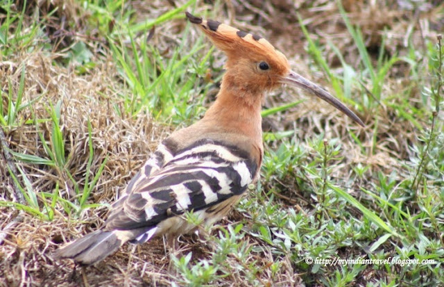 My India Travel: Hoopee at Ooty