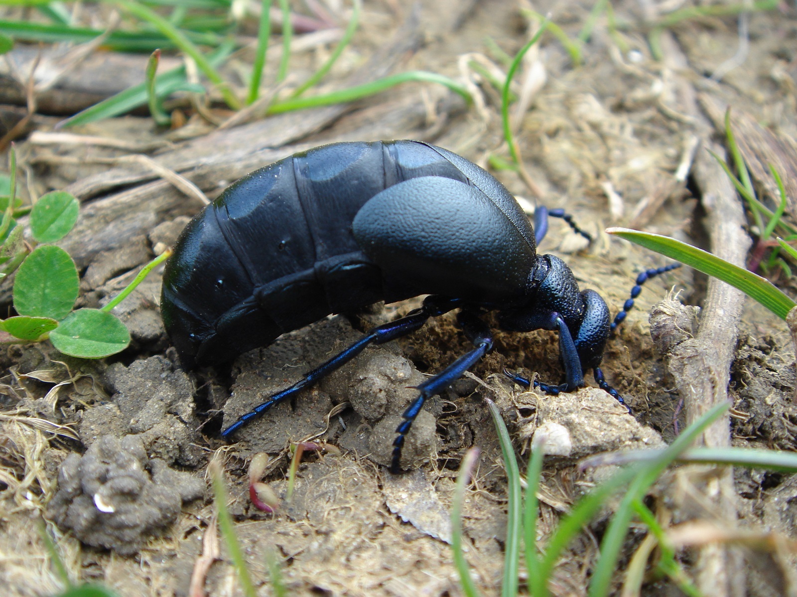 Real Monstrosities: Oil Beetle