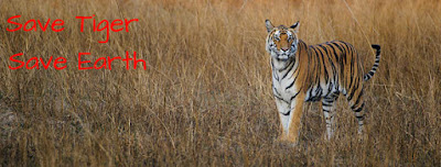 Save The Animals : Save Tigers Save Earth