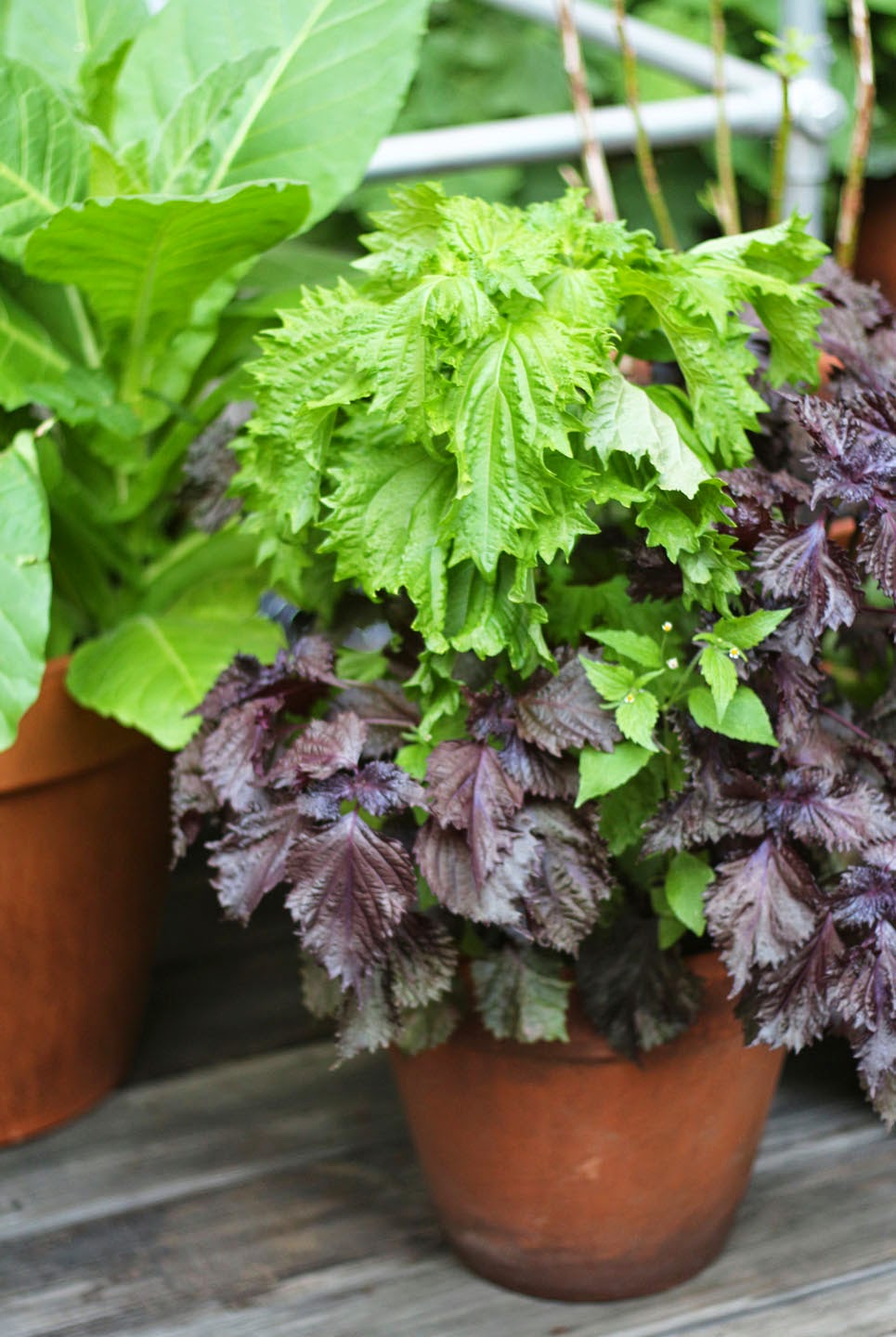 66 Square Feet (Plus): Shiso pretty