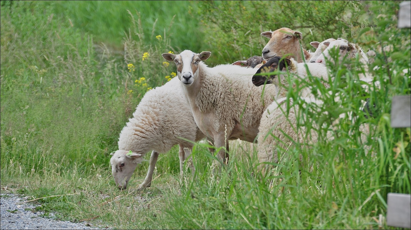 " Wind" Honden : schaapskudde/de alt deutsche hutehund-9x