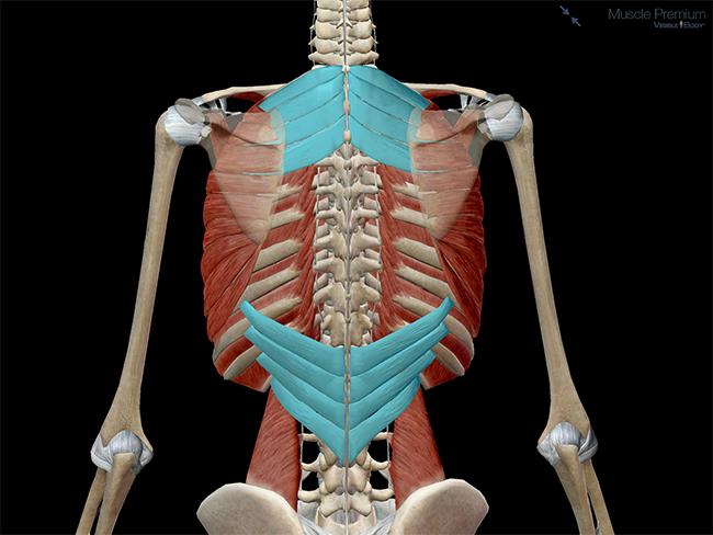 serratus posterior superior
