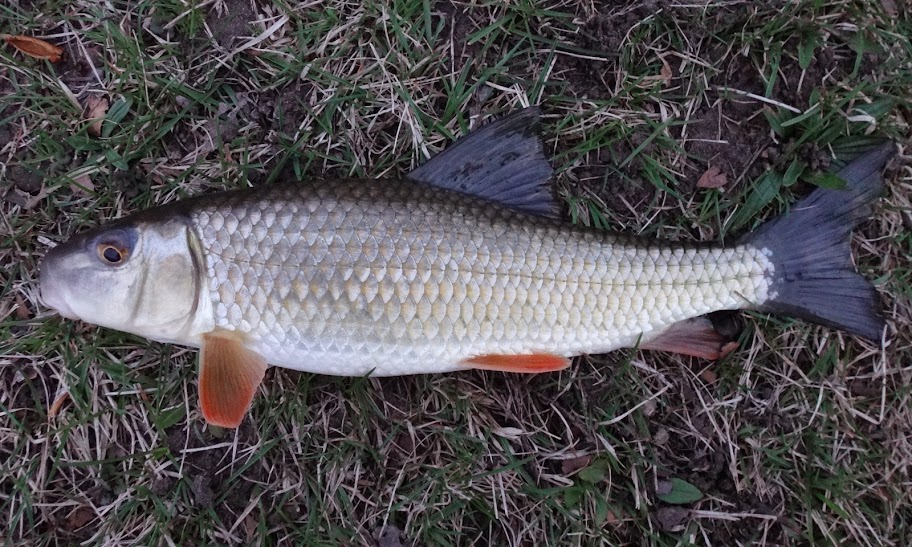 Ben Cantrell's fish species blog: Kishwaukee River suckers