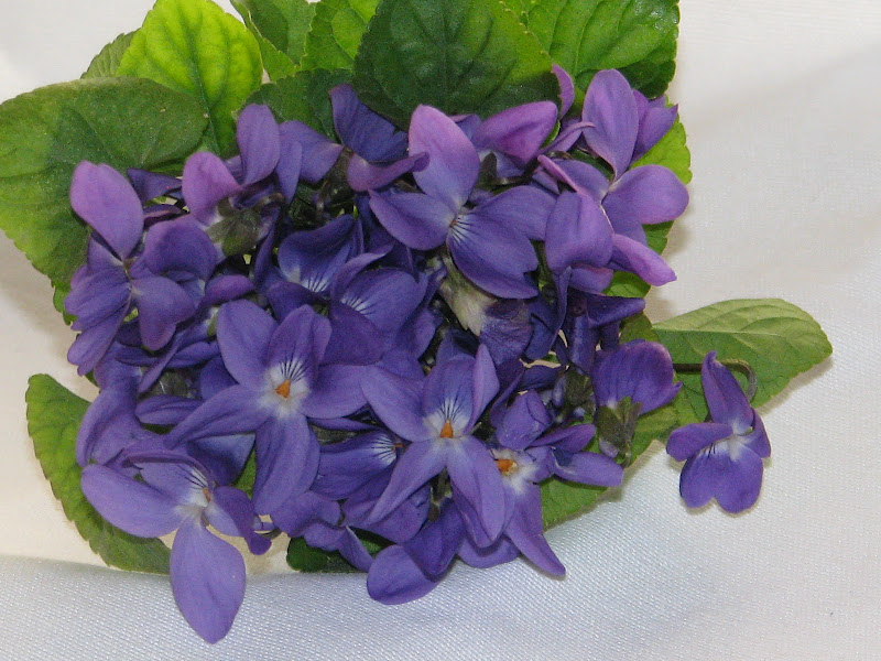 R.G. Cisnero: MIS ULTIMAS VIOLETAS