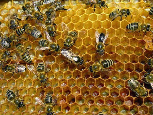 Gambar Propolis Lengkap