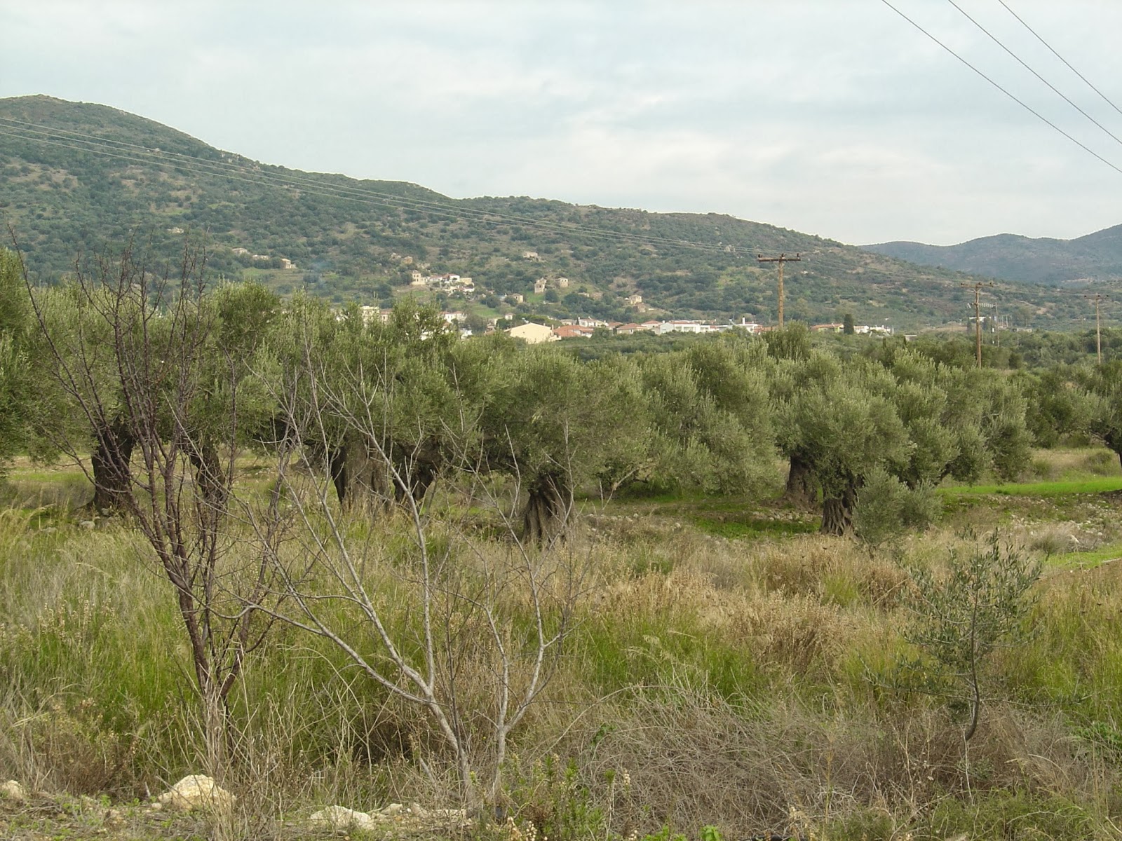 ELIKA-MARATHIAS: Mεσα Φλεβαρη και οι ελιες εχουν αρχισει να ''κομπωνουν ...