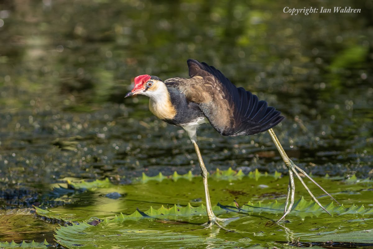 WILD TROPICAL QUEENSLAND: Shore & Water Birds