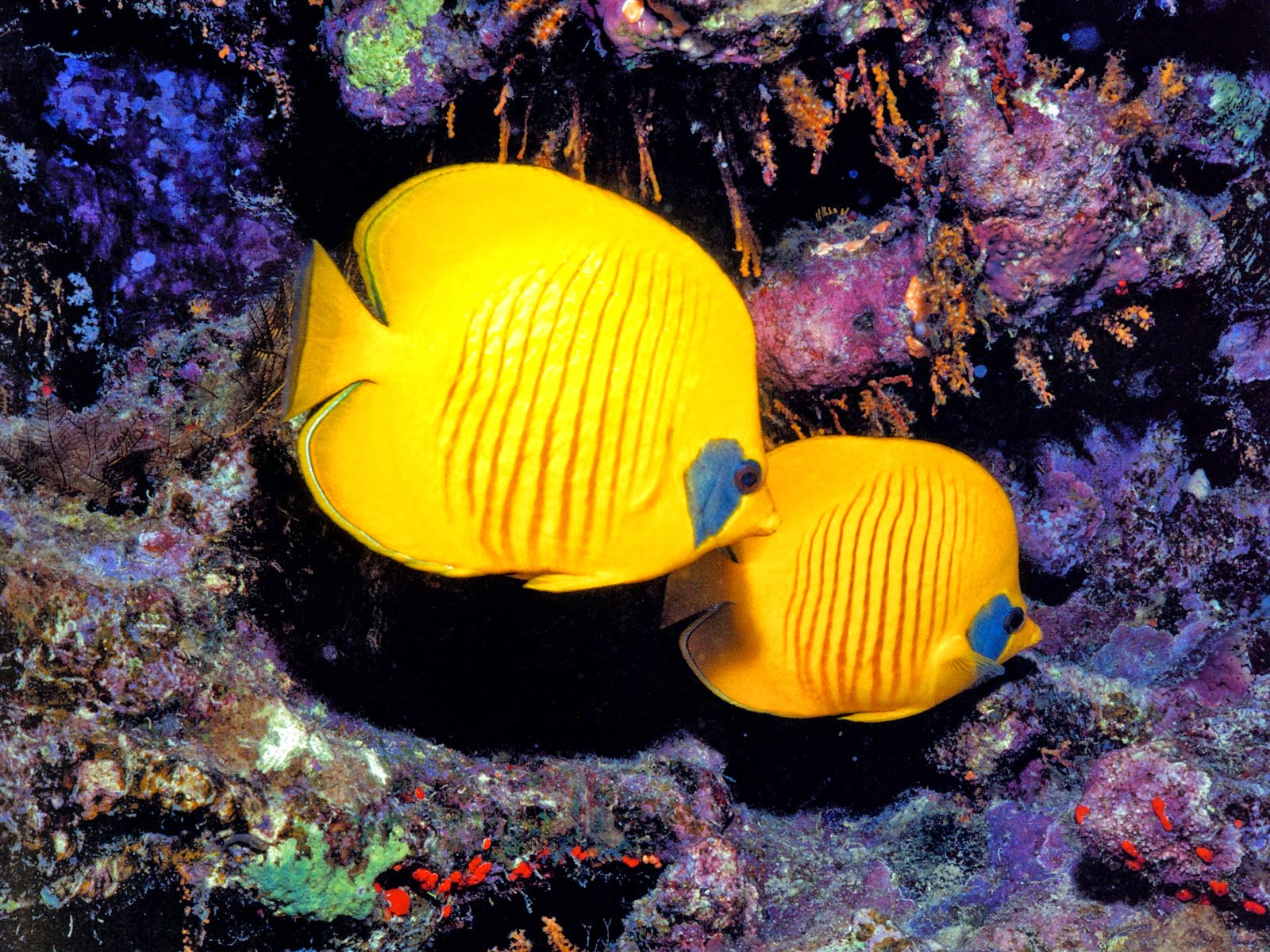 BUTTERFLYFISH photos - wallpapers | the fun bank