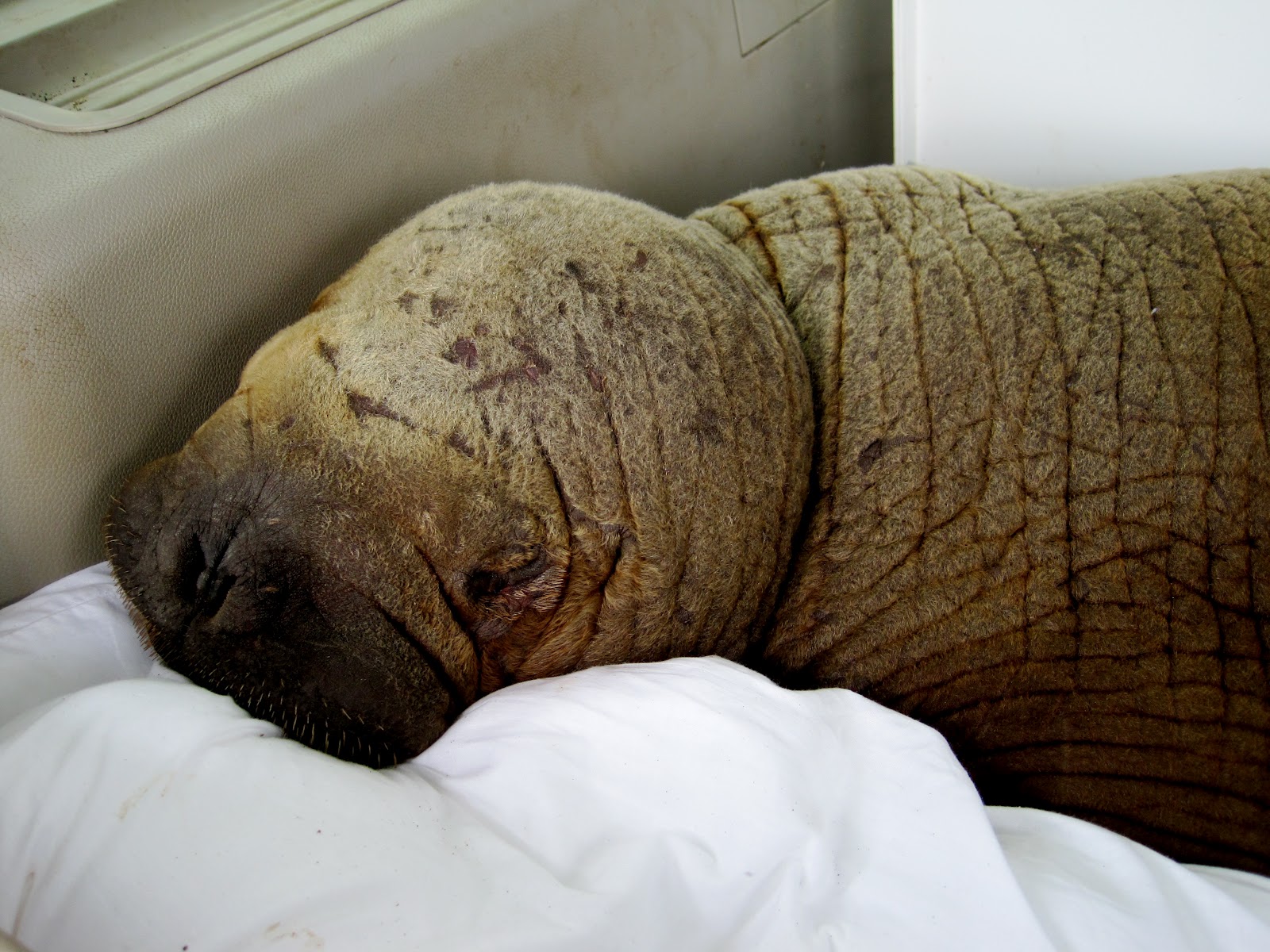 Baby Beluga: Baby Walrus Rescue, 2 & 3!!!
