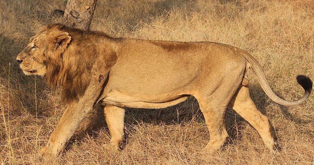 Asiatic Lion in India