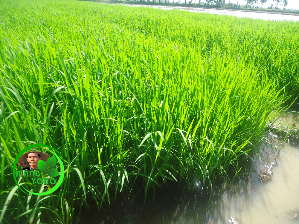 Persemaian Benih Padi Secara Basah