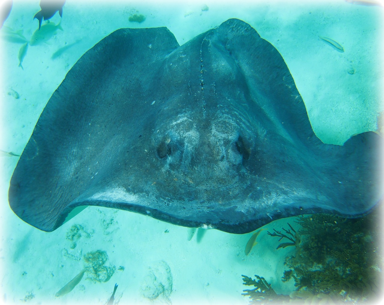 Stingray City & Snorkel Excursions in Grand Cayman: "IT WASN'T ME" SAYS ...