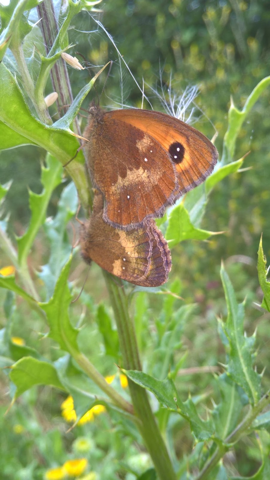 Monmouthshire Moth and Butterfly Group : July 2016