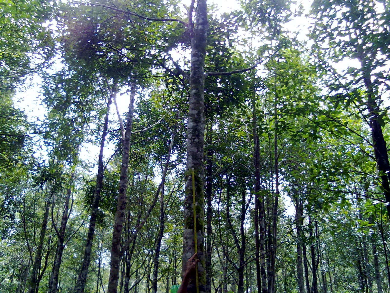 Gaharu dan Lebah Madu: Jual 5000 Pokok Gaharu Jenis Aquilaria ...