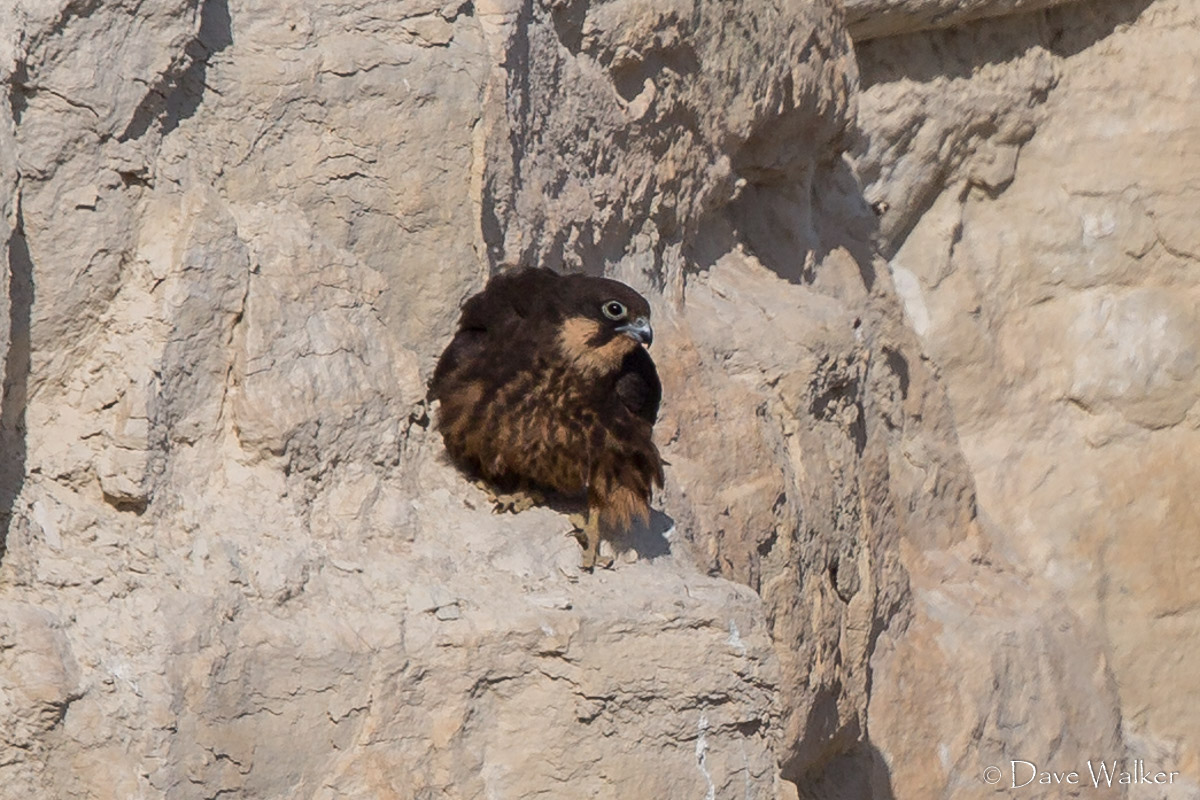 Cyprus Birds and Nature: Eleonora's Falcon
