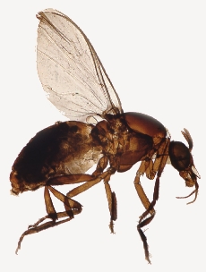 Españoles en Rio: El temible mosquito borrachudo