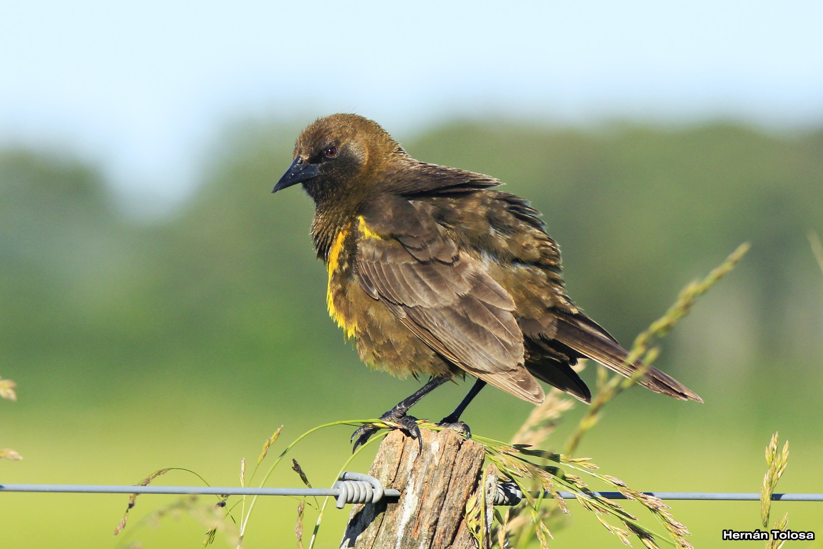 Aves Bonaerenses: Galería de pecho amarillo