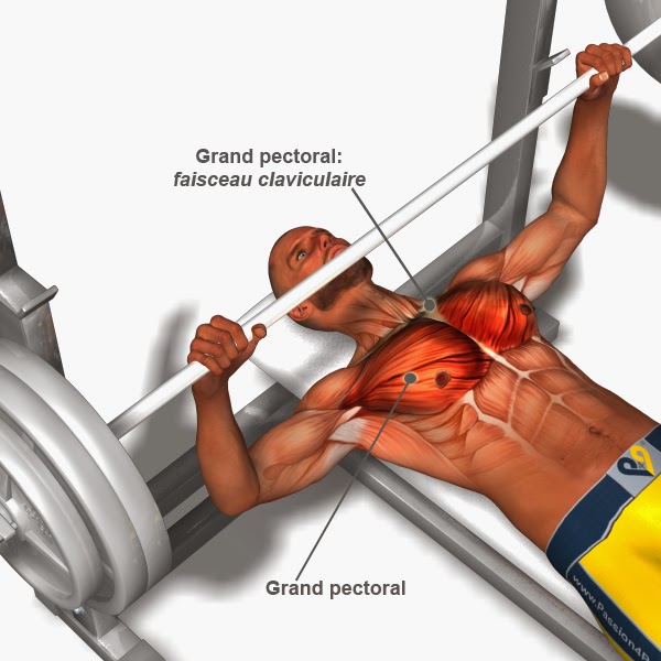 Exercices Musculation > Musculation Pectoraux ~ FitnessMyLife