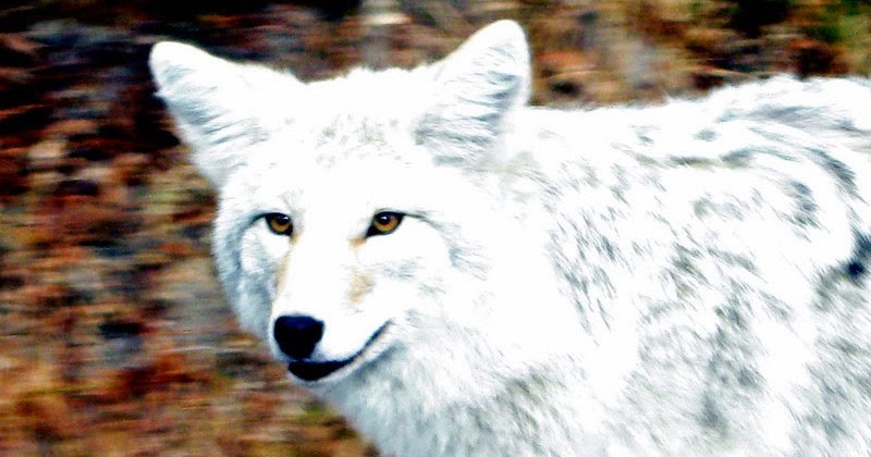 White Wolf : White-y coyote: Newfoundland animal profiled in National ...