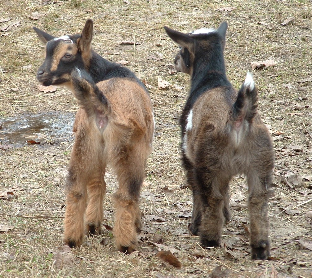 Dancing Angels Nigerian Dwarf Goats: Blue-Eyed Moonspotted Buckling for ...