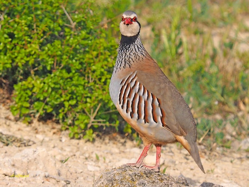 Miguel fotografia: Perdiz roja (Alectoris rufa)