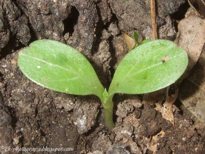 Milk Thistle Seedlings | Nature, Cultural, and Travel Photography Blog