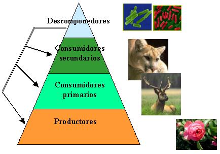 Niveles Tróficos ( Productores y Descomponedores)