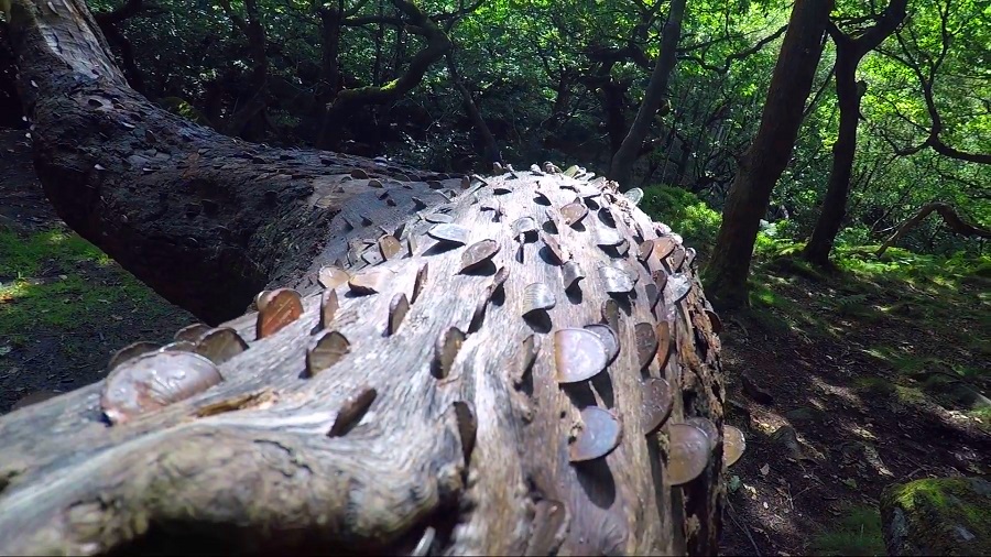 Money Tree, Britain - A wishing tree where money grows in the branches ...