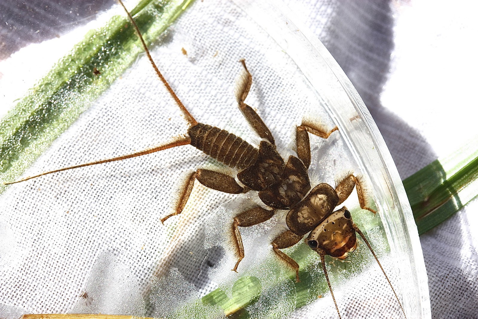 Aquatic Insects of Central Virginia: Varieties of the common stonefly ...