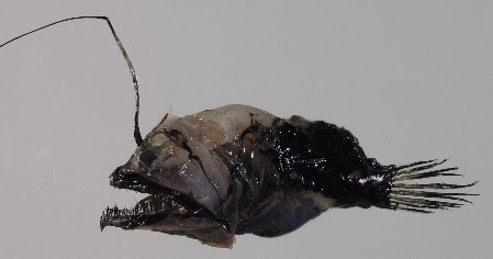 One species a day: A new anglerfish: Oneirodes amaokai