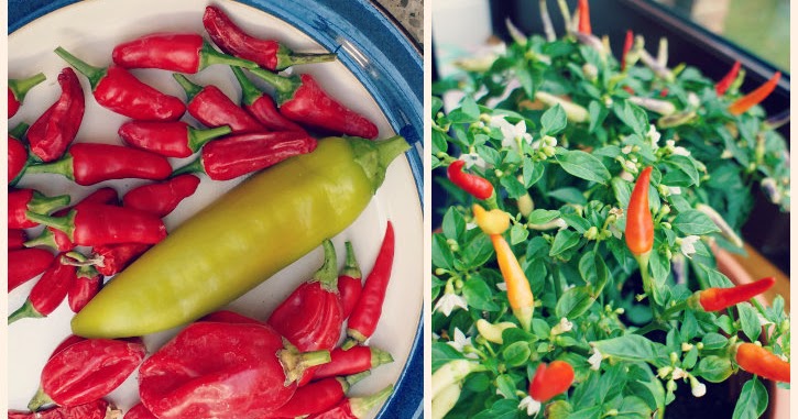 Five chilli peppers to grow and eat... | Grow Your Own Veg Blog ...
