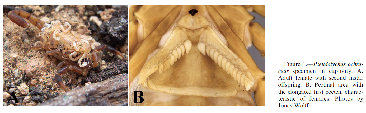 The Scorpion Files Newsblog: Parthenogenetic reproduction reported for ...