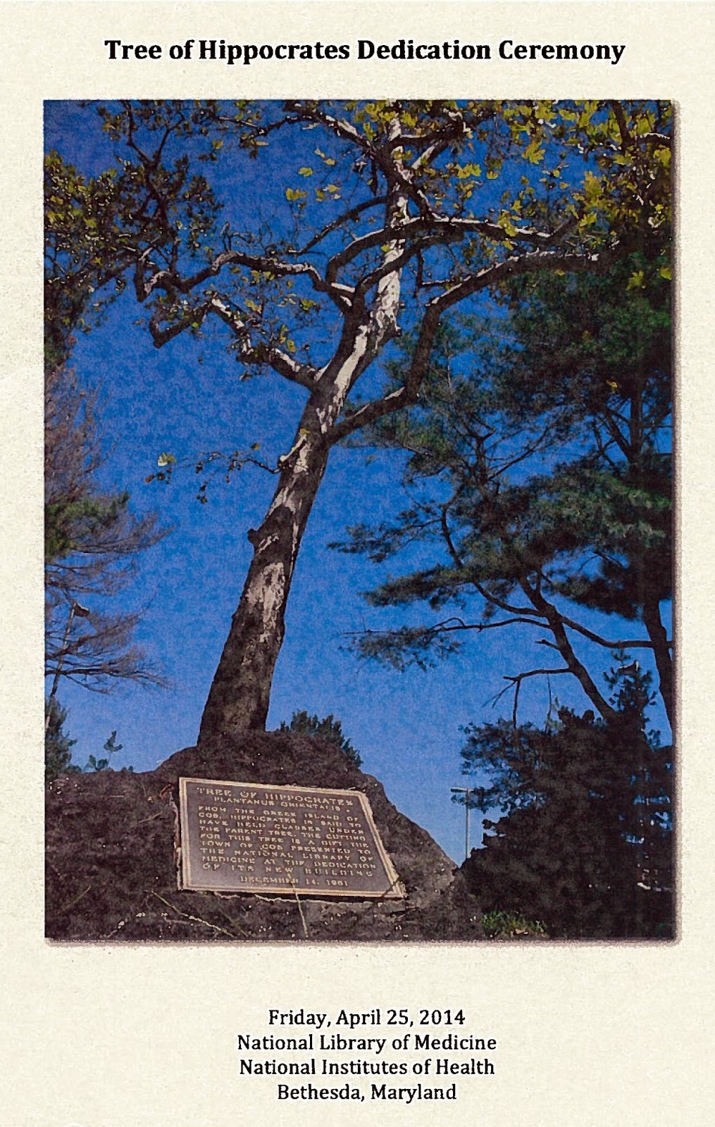 Landmarks: The Death and Resurrection of Hippocrates' Plane Tree