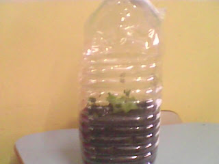 Pequeninos Brilhantes: Nosso terrario - projeto bichinhos de jardim ...