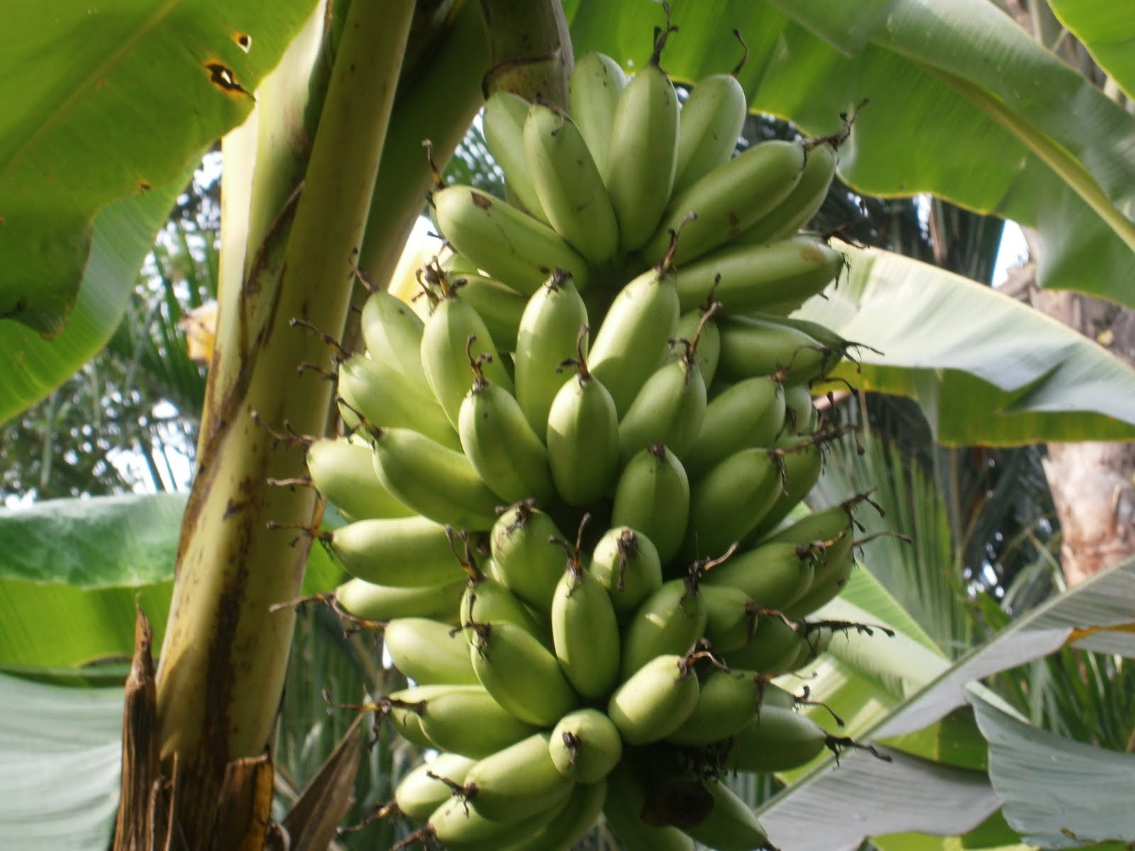 PISANG OOOOO PISANG! - c h u m a h