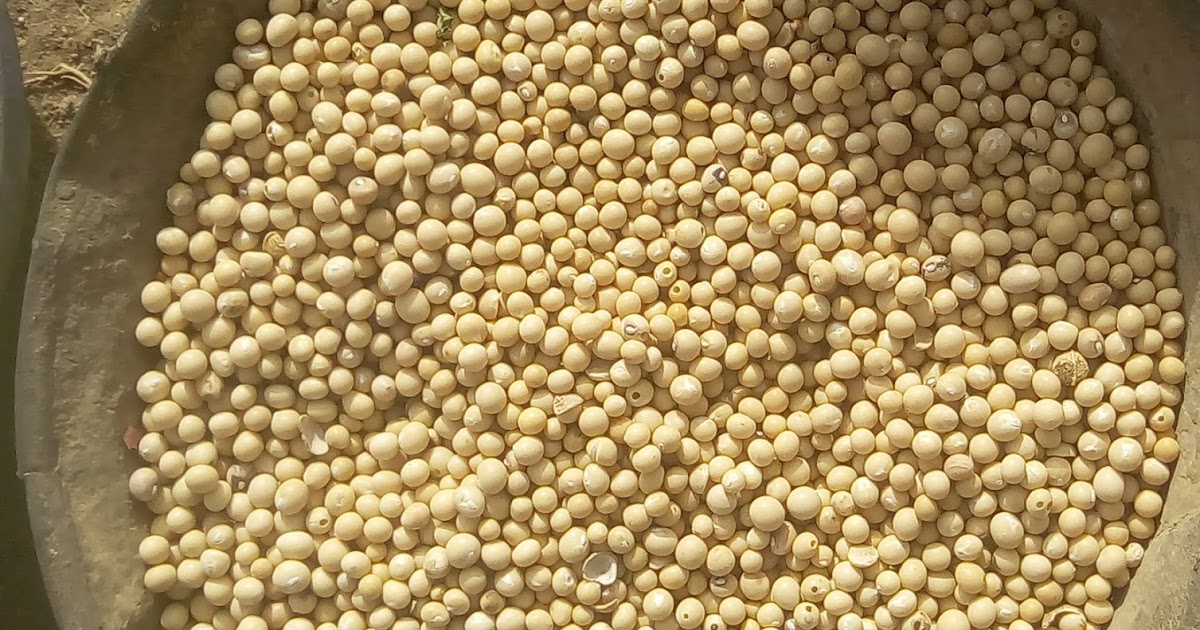 LEGUMES: BAMBARA GROUNDNUT[VIGNA SUBTERRANEA]