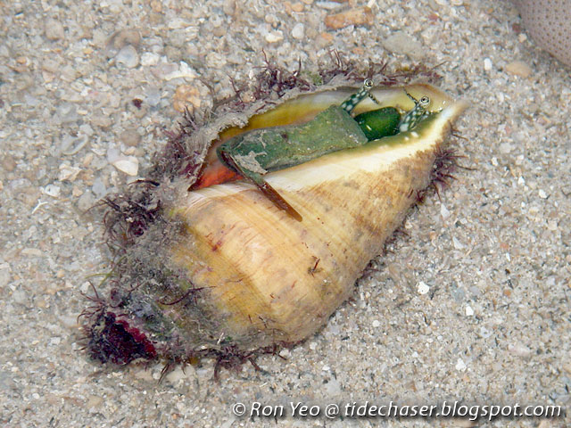 tHE tiDE cHAsER: Conches (Phylum Mollusca: Family Strombidae) of Singapore