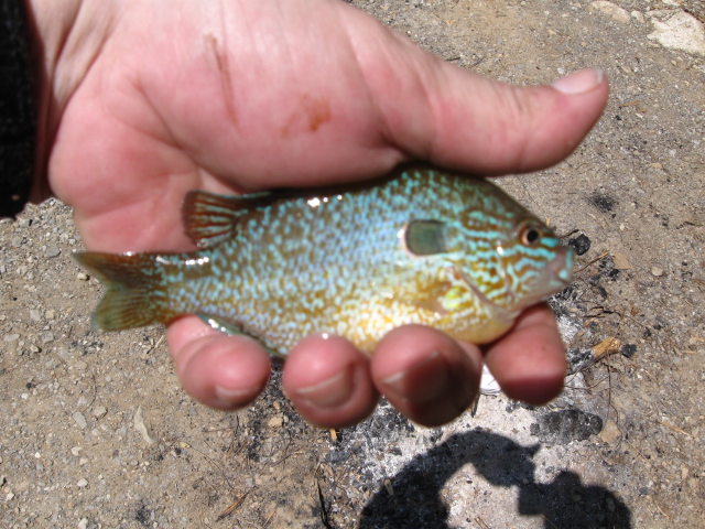 Catfish Bait: cut bait