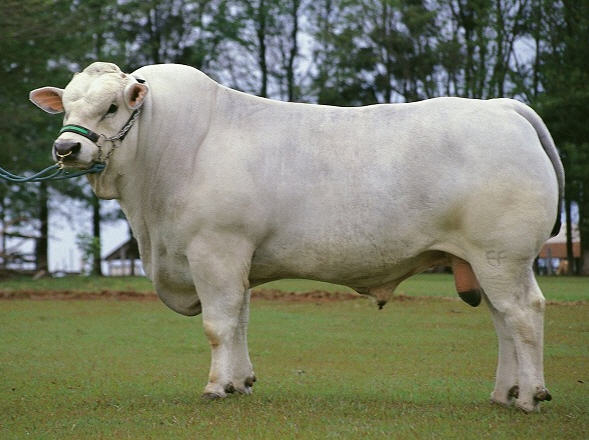 S T R A V A G A N Z A: HISTÓRIA DAS RAÇAS BOVINAS ITALIANAS