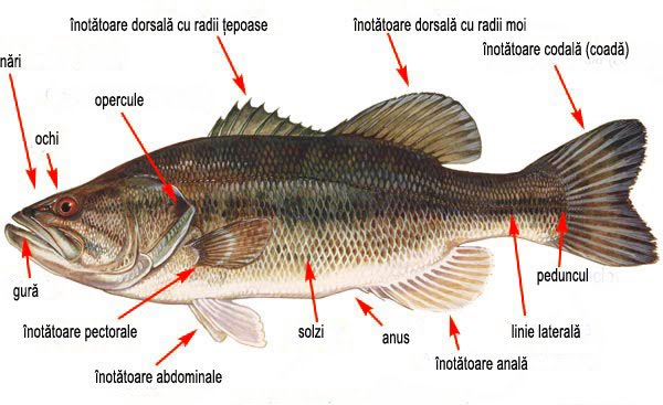 Pasiunea Pescuitului: Descrierea pestilor