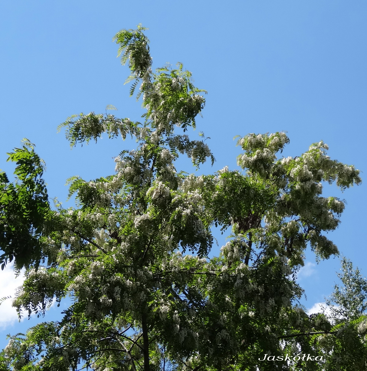 Szumy...ciągi...zlepy...chwile ulotne...: Akacje