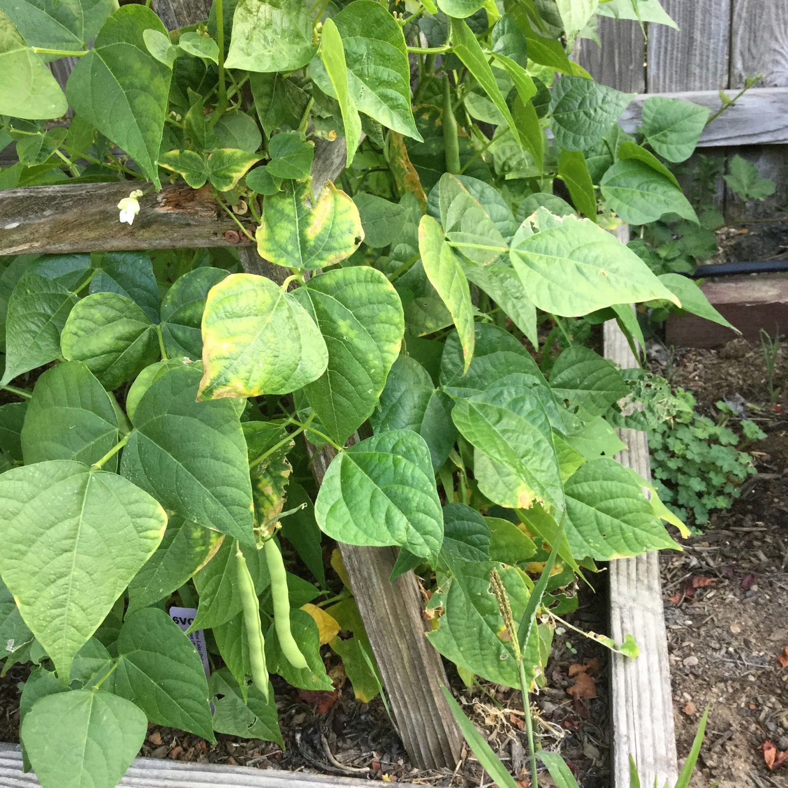 The Gazpacho Diaries