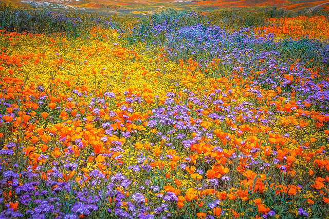 Breathtaking Photos Of California’s Super Bloom