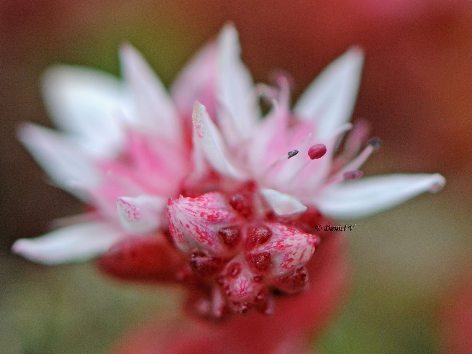 Macrophoto plaisir passion: Orpin, sedum hispanicum L.
