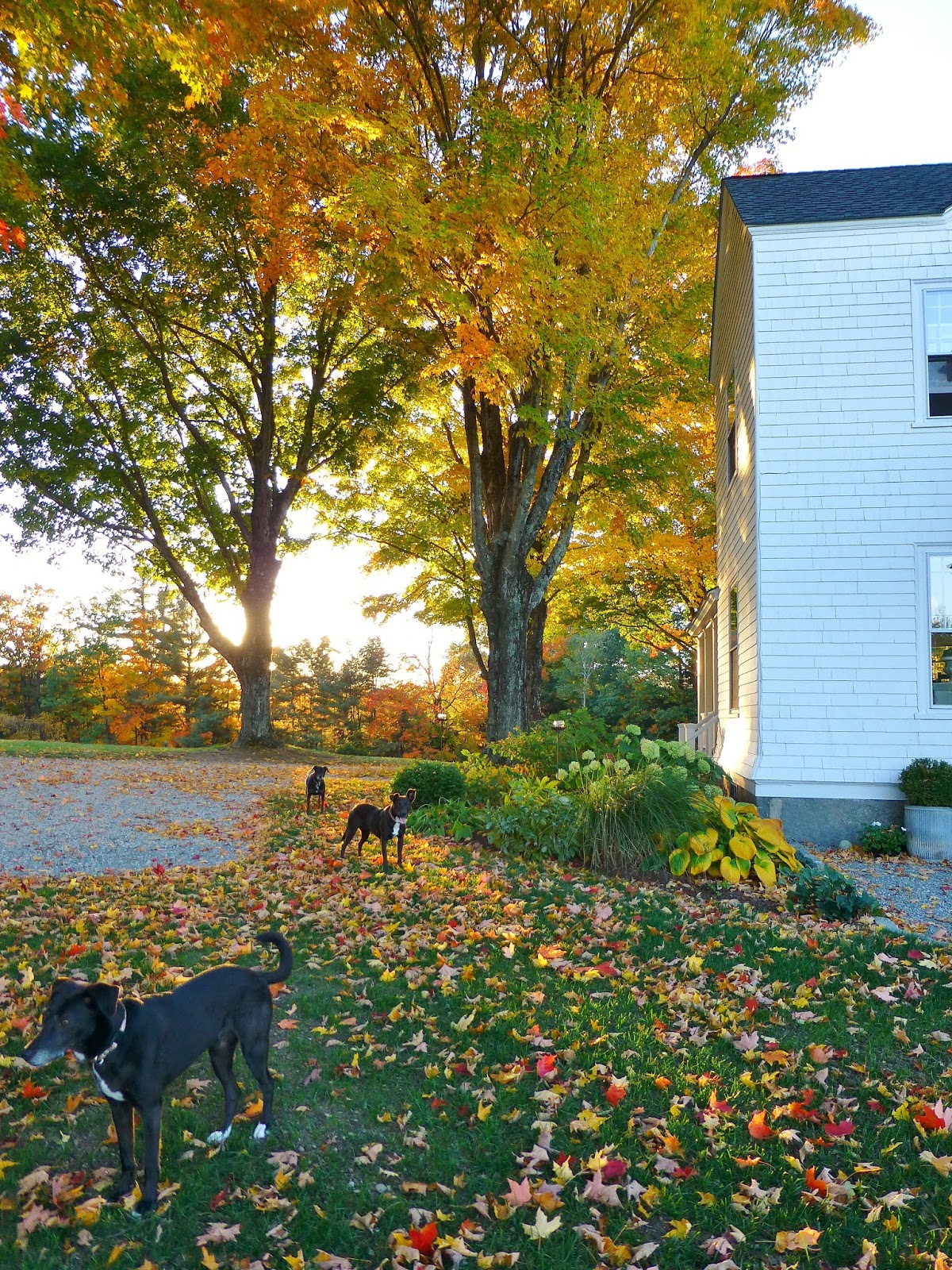for the love of a house: fall at the farmhouse and my roasted butternut ...