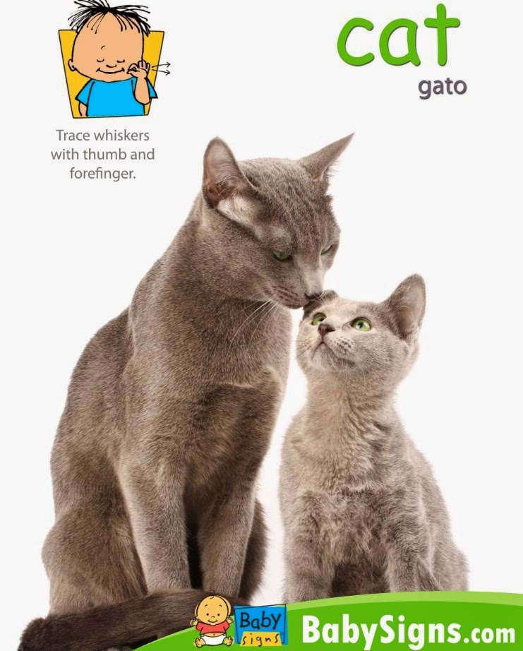 Desert Baby Signs: Learn the Sign for CAT