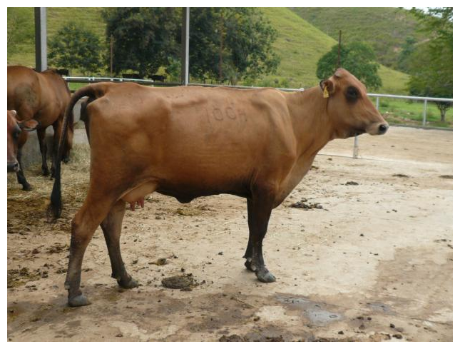 Generalidades de la Ganadería Bovina.: Carora