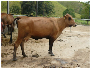 Generalidades de la Ganadería Bovina.: noviembre 2013