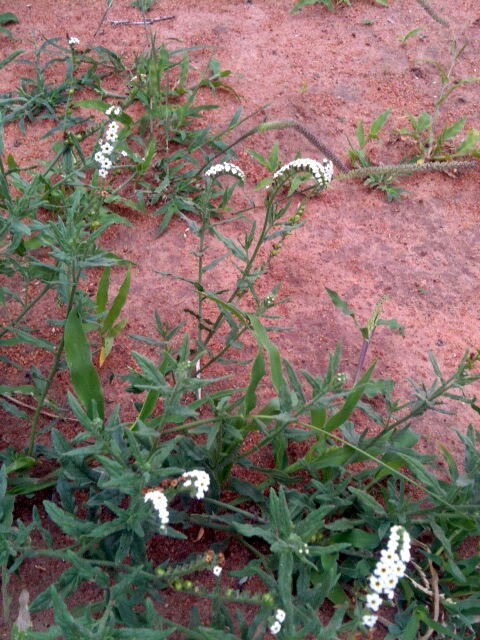 Thoughts from Botswana by Lauri Kubuitsile: Botswana's Wildflowers